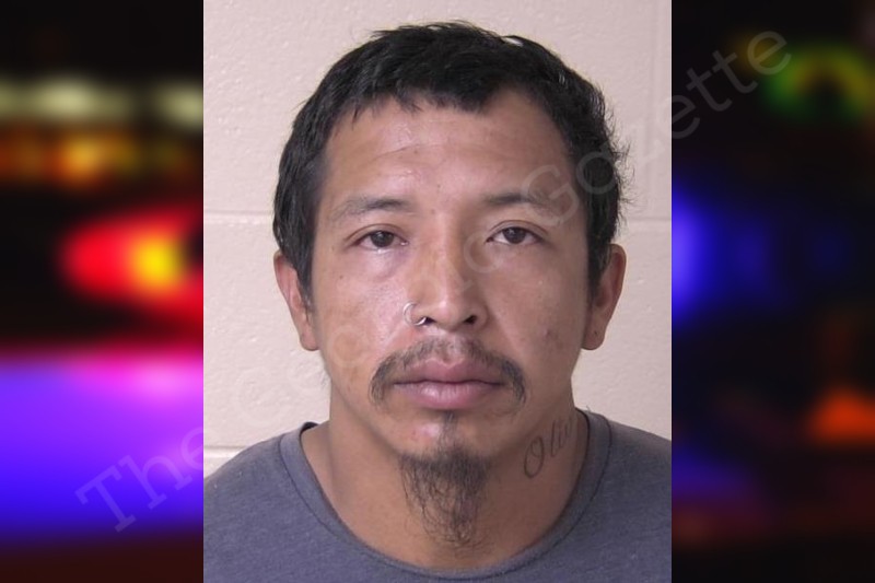 Myka Holden — Walker County Jail Bookings