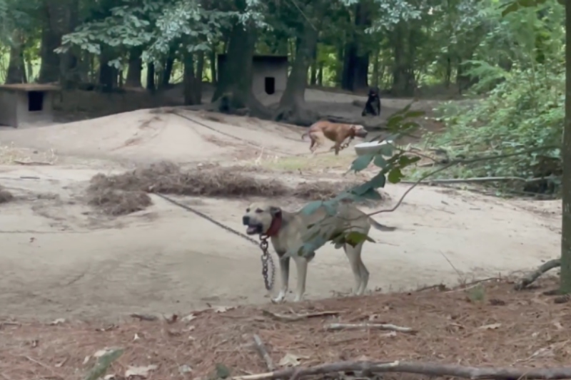 Five men sentenced to federal prison for large-scale dog fighting ...