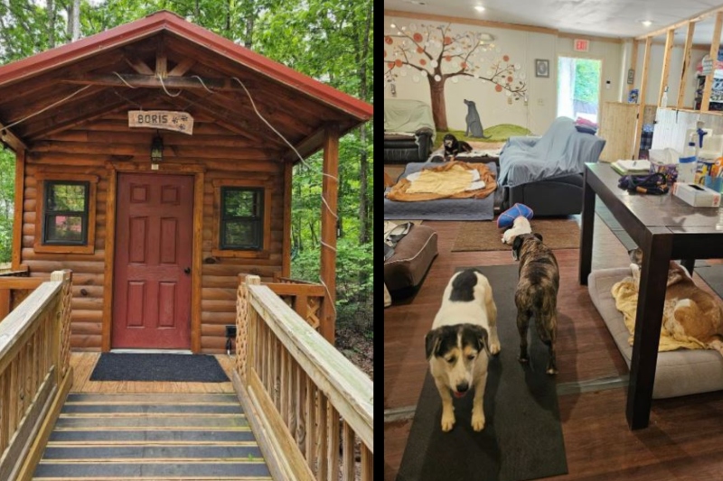 Winder dog sanctuary saves countless abandoned, aging canines, provides ...