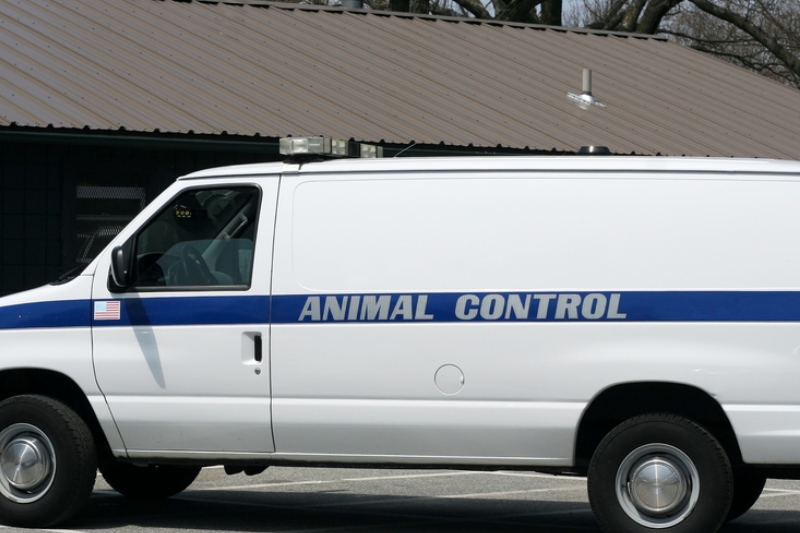 Two puppies die after being left inside hot van at LaGrange Animal ...